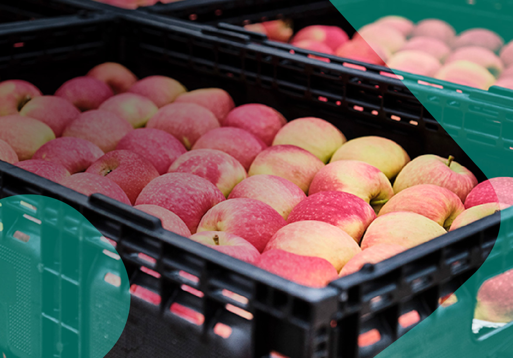 Frozen & Chilled Protein Pooling | Viscount Australia